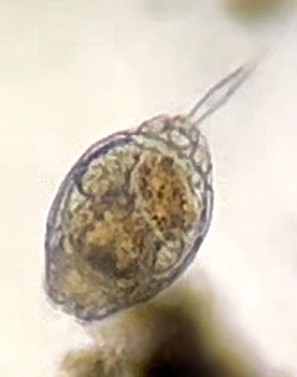 Lecane from SW 130th Ave, Miami, FL, US on December 17, 2023 at 07:42 ...