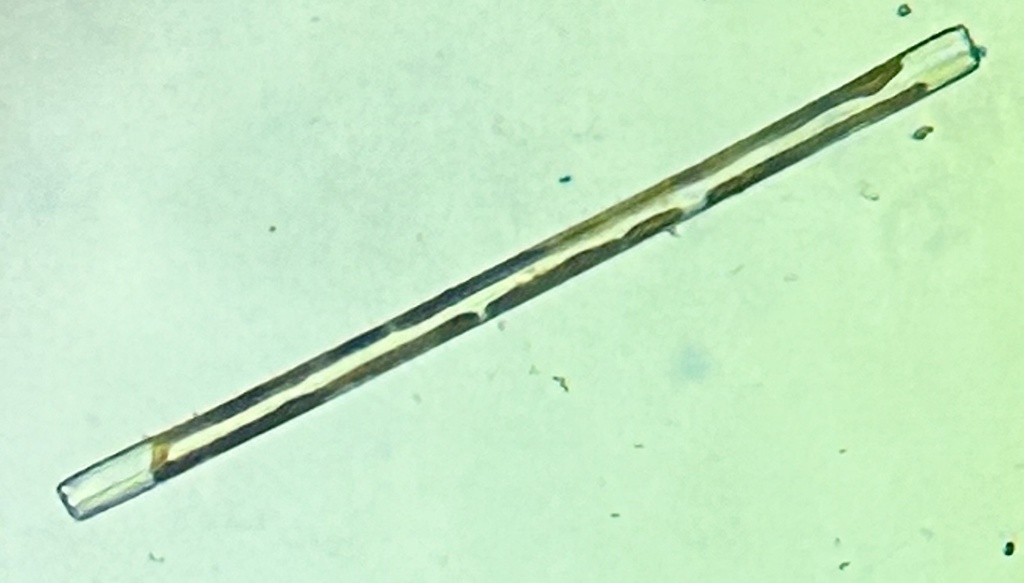 Ulnaria from SW 130th Pl, Miami, FL, US on December 17, 2023 at 07:03 ...
