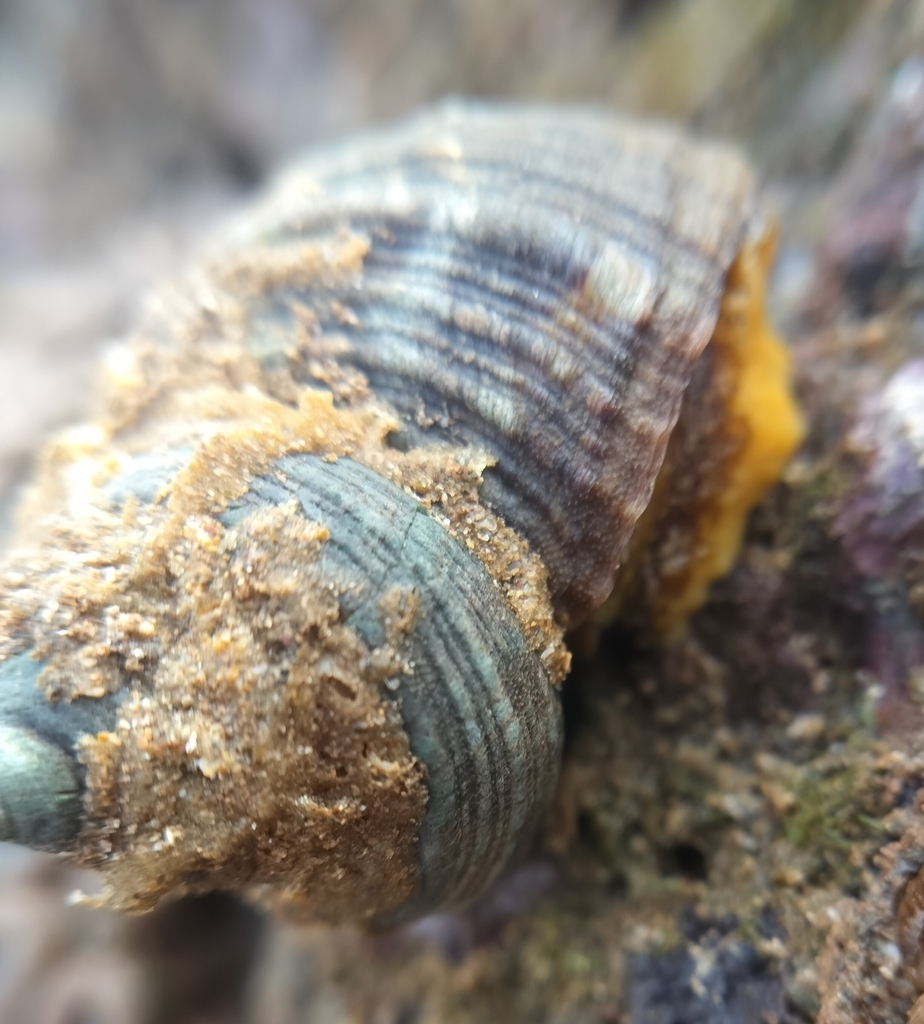 Periwinkle Snails from Mormugao, Goa, India on November 4, 2023 by ...