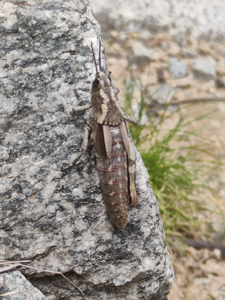 Grasshoppers from Charlotte Pass NSW, Australia on December 13, 2023 at ...