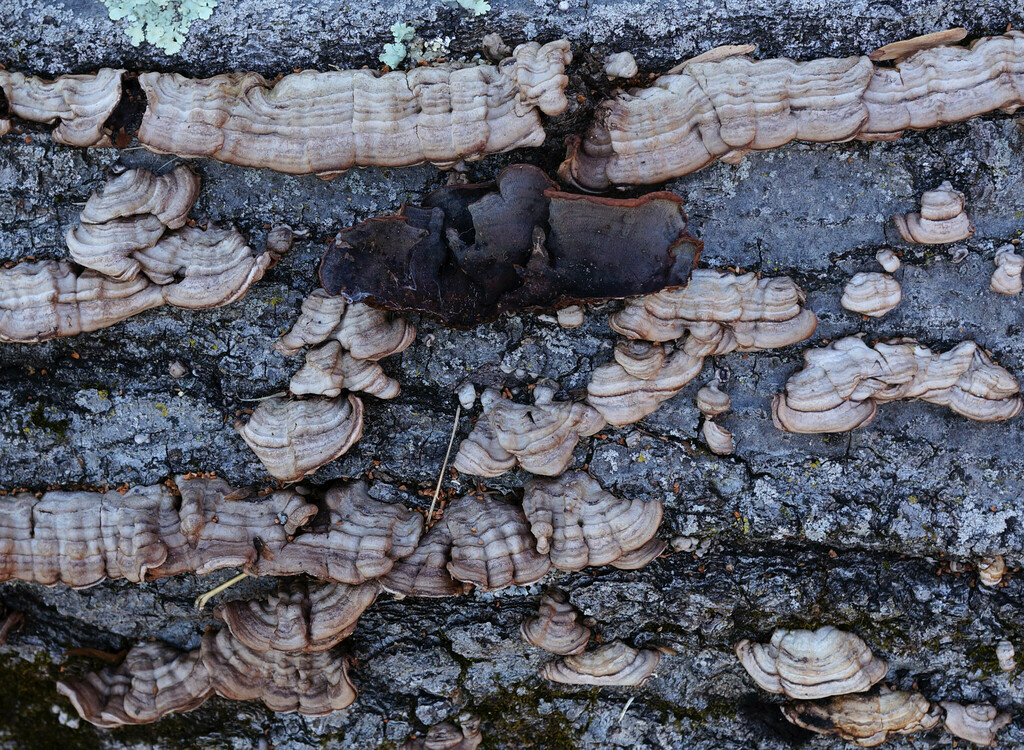 white-rot fungus from High Rock Park, Staten Island, NY, USA on ...