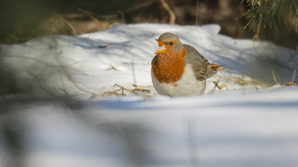 Red-throated Thrush from 中国北京市海淀区 on December 17, 2023 at 10:31 AM by ...