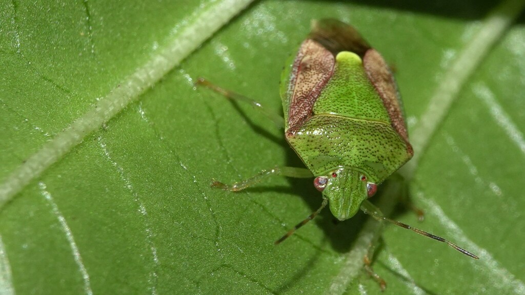 Plautia crossota from Talpona Beach, Goa 403702, India on December 8 ...