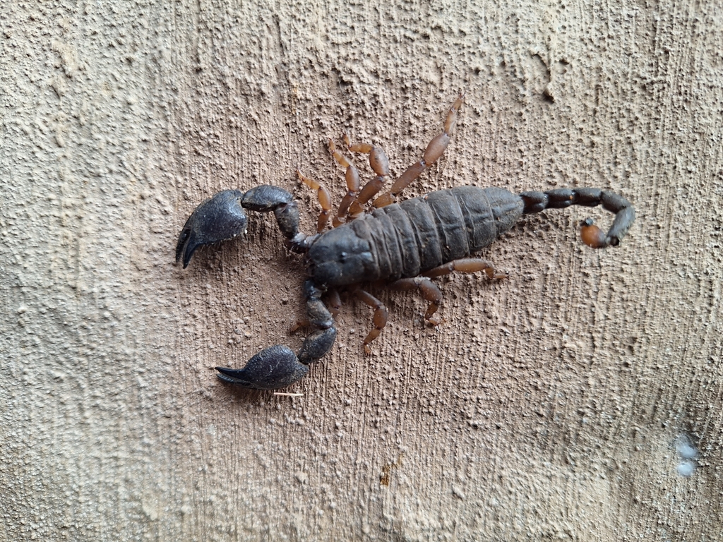 Jones's Scorpion from Marloth Park, South Africa on December 16, 2023 ...