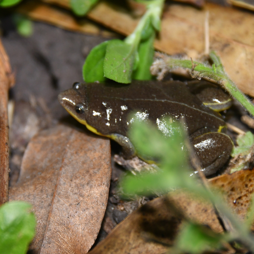 Two-colored oval frog from Parque Nacional Chaco, Intendencia del ...