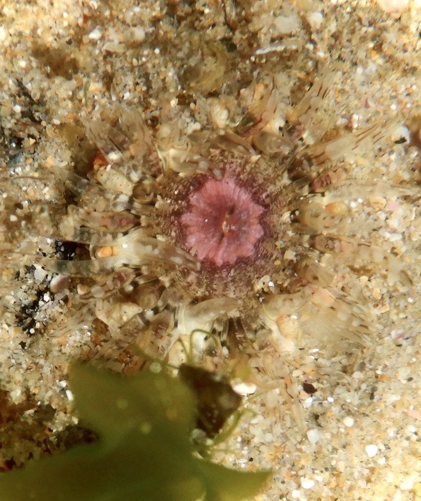 Sea Anemones and Corals from Macauleys Headland Walking Tk, Coffs ...