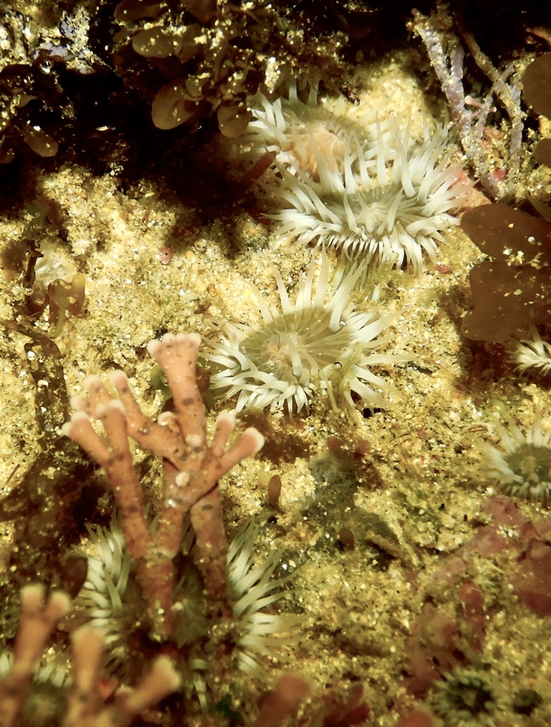 White-striped Anemone from Macauleys Headland Walking Tk, Coffs Harbour ...