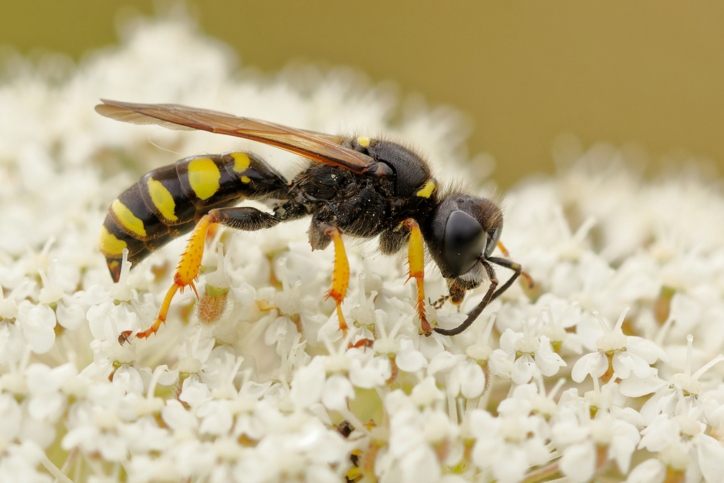 Common Slender-bodied Digger Wasp from Bordelum, Deutschland on July 12 ...