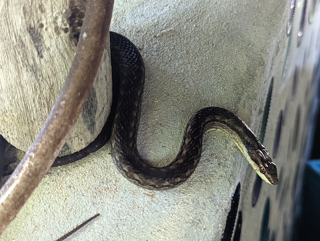 Puerto Rican Racer from Water Island, St Thomas 00802, USVI on December ...