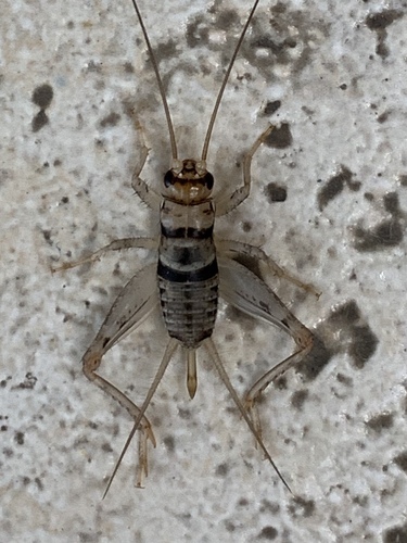 Tropical House Cricket (Southern California) · iNaturalist