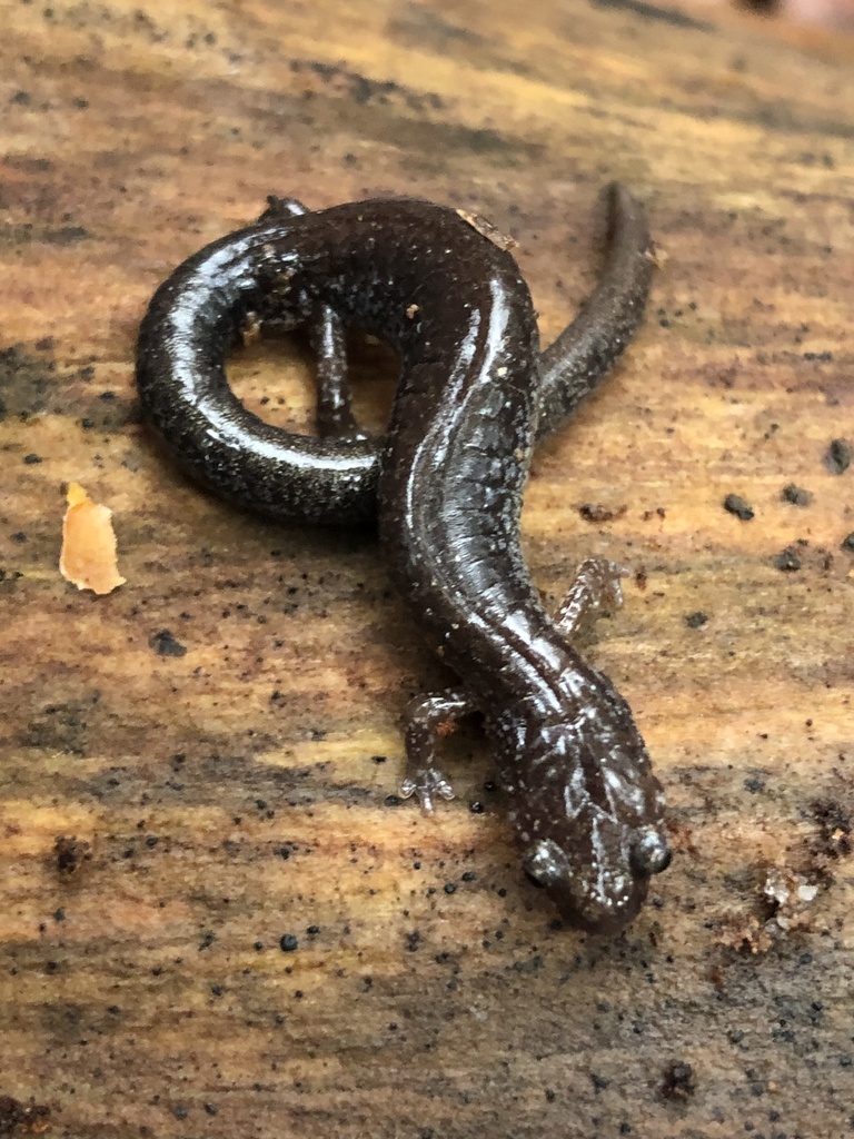 Eastern Red-backed Salamander from Killens Pond, Felton, DE, US on ...