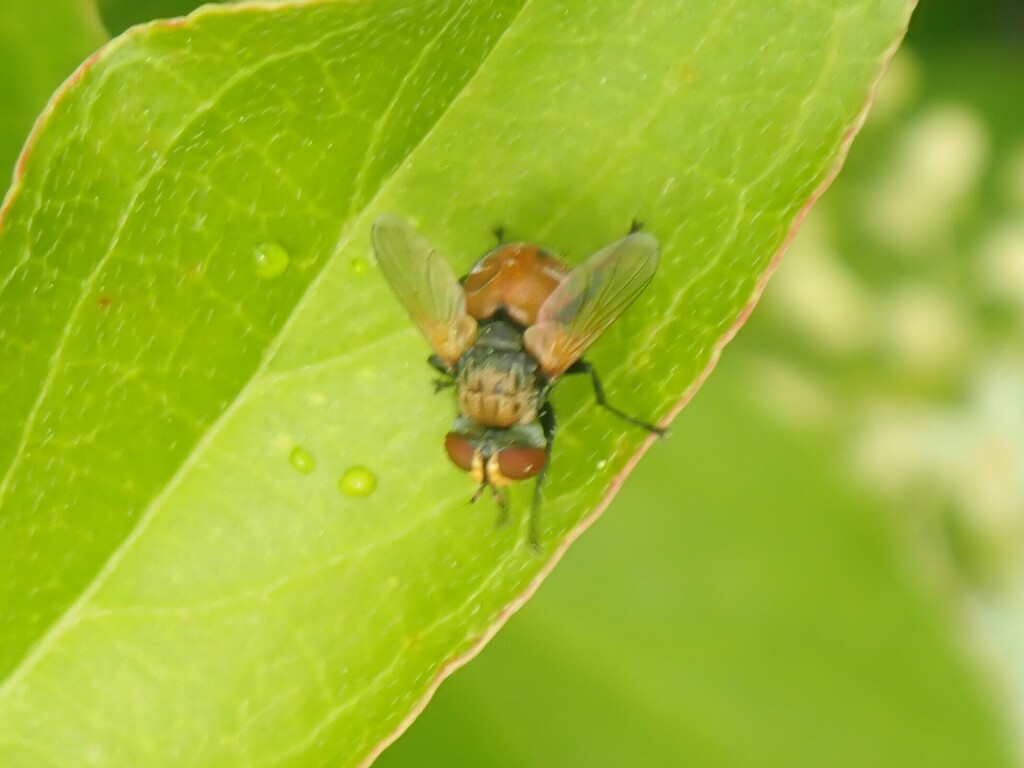 Gymnoclytia in June 2022 by Angus Mossman. On Cornus racemosa in ...