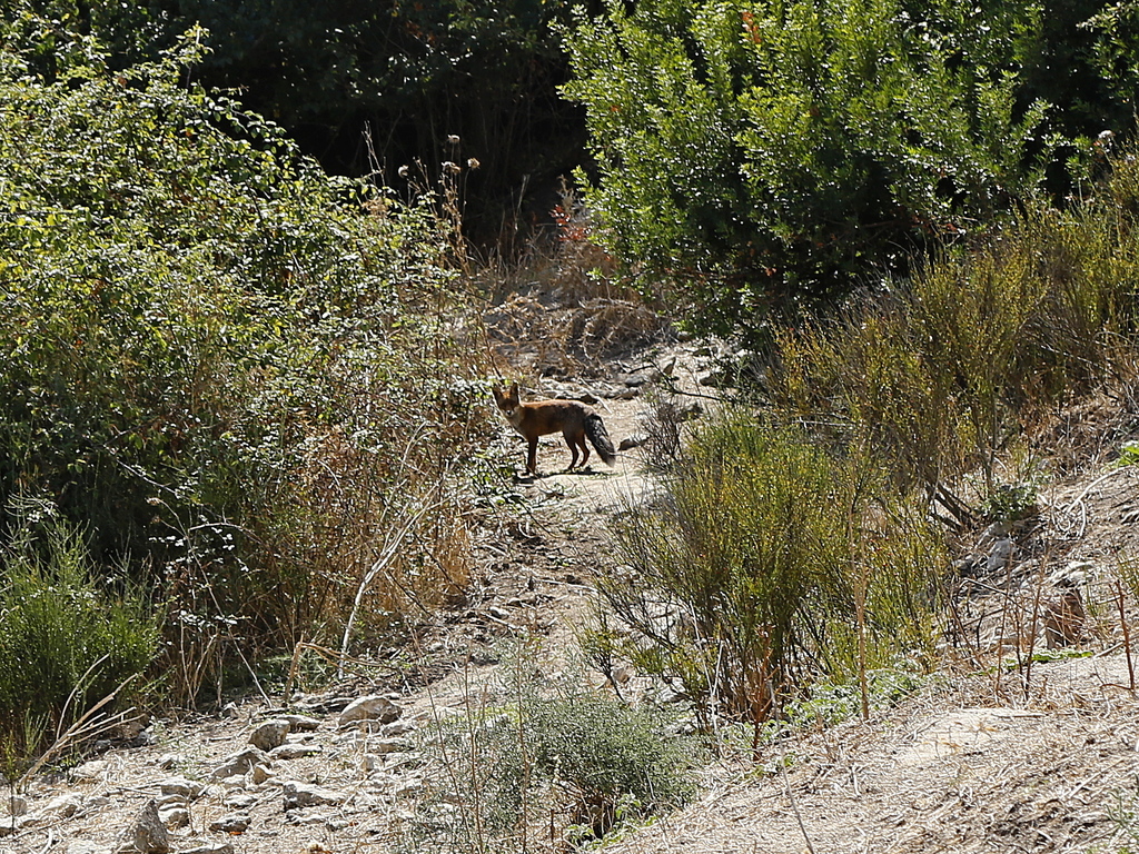 Sardinian Red Fox from Chiaramonti, Sassari, Italia on October 6, 2023 ...