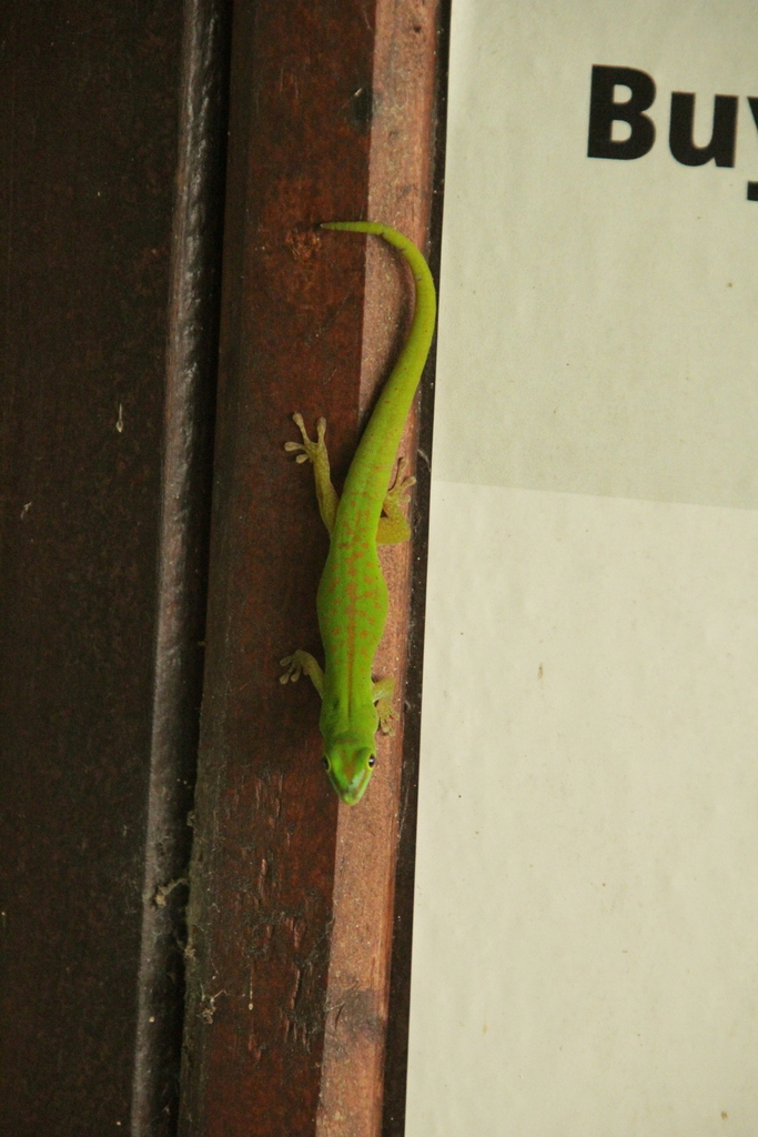 Seychelles Small Day Gecko from La Digue, Seychelles on November 19 ...