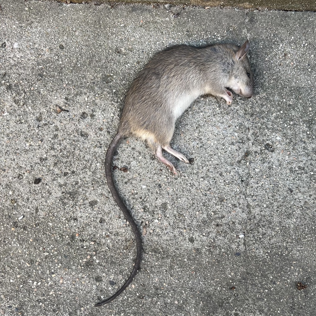 Black Rat from Marin St, La Habra, CA, US on December 17, 2023 at 08:28 ...