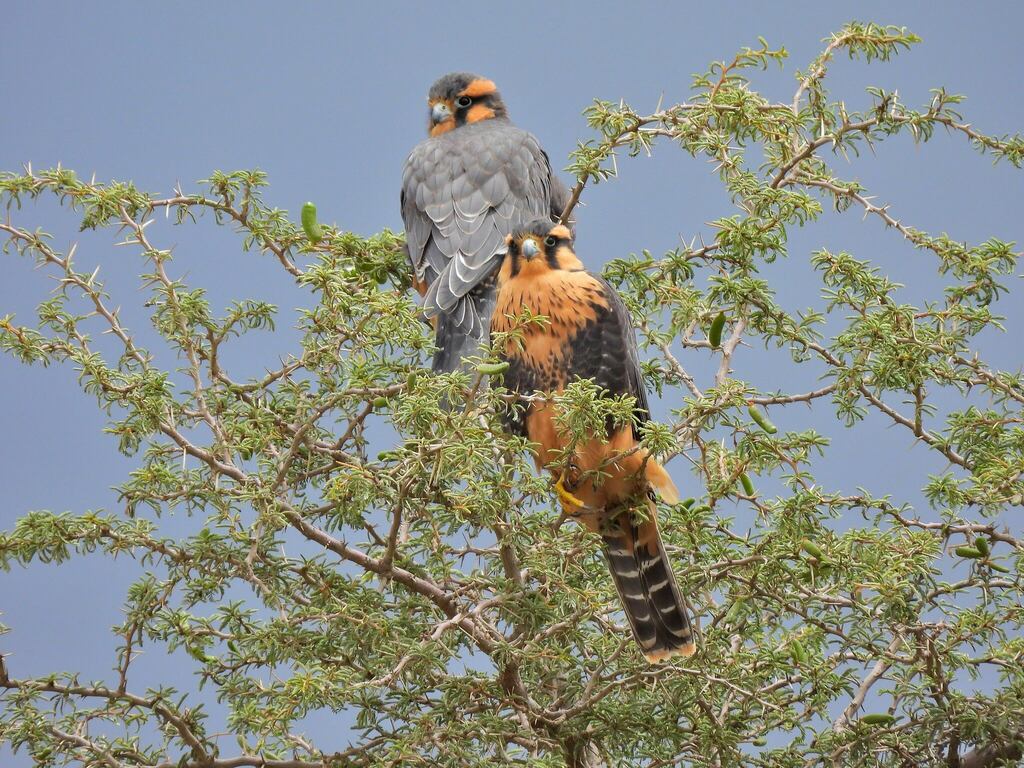 Aplomado Falcon from Modesto Omiste, Bolivia on December 14, 2023 at 01 ...