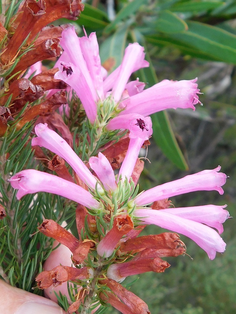 Golden Pine Heath from Overberg District Municipality, South Africa on ...