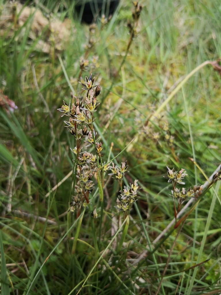 heath rush from 79868 Feldberg (Schwarzwald), Deutschland on July 1 ...