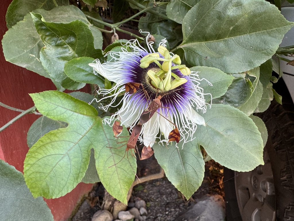 Bitta lurida in December 2023 by Lisa Schile-Beers · iNaturalist