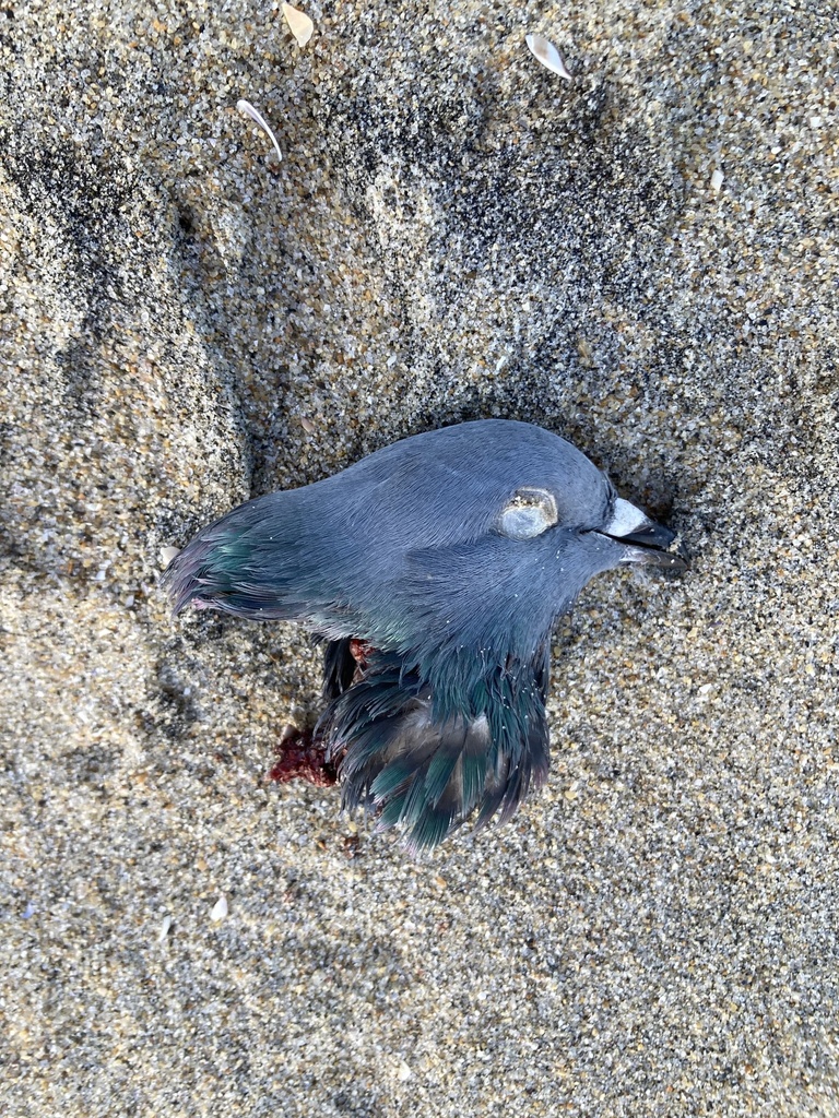 Feral Pigeon from Tijuana River National Estuarine Research Reserve ...