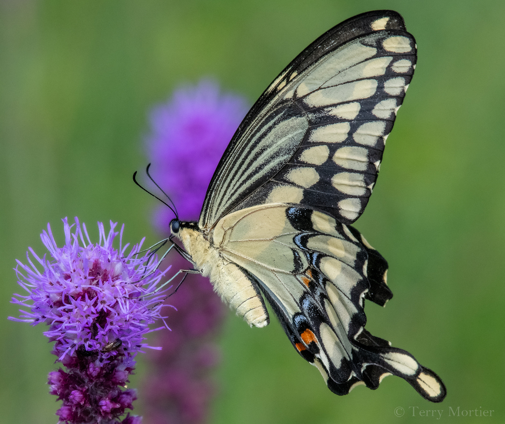 Eastern Giant Swallowtail from Dunn County, WI, USA on July 30, 2023 at ...
