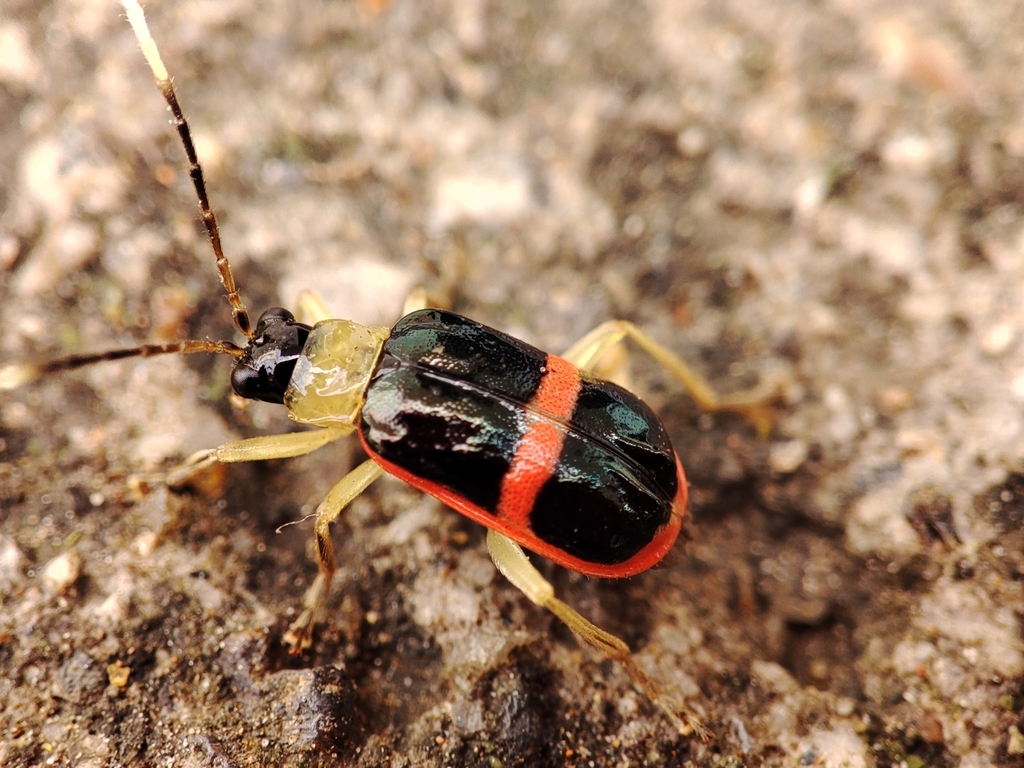 Paratriarius adonis from Buenos Aires, Bello, Antioquia, Colombia on ...