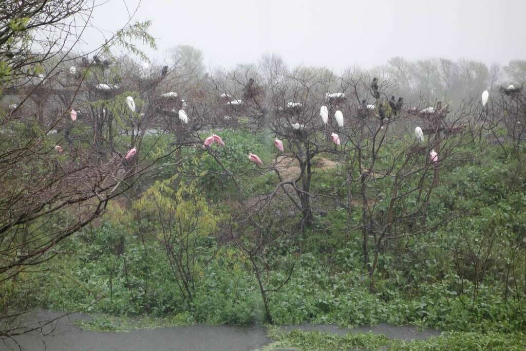 Roseate Spoonbill from High Island, Bolivar Peninsula, TX 77623, USA on ...