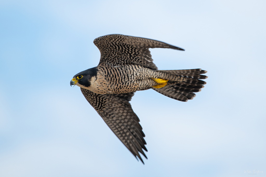 Peregrine Falcon (MSPP Bird Survey ID Guide) · iNaturalist