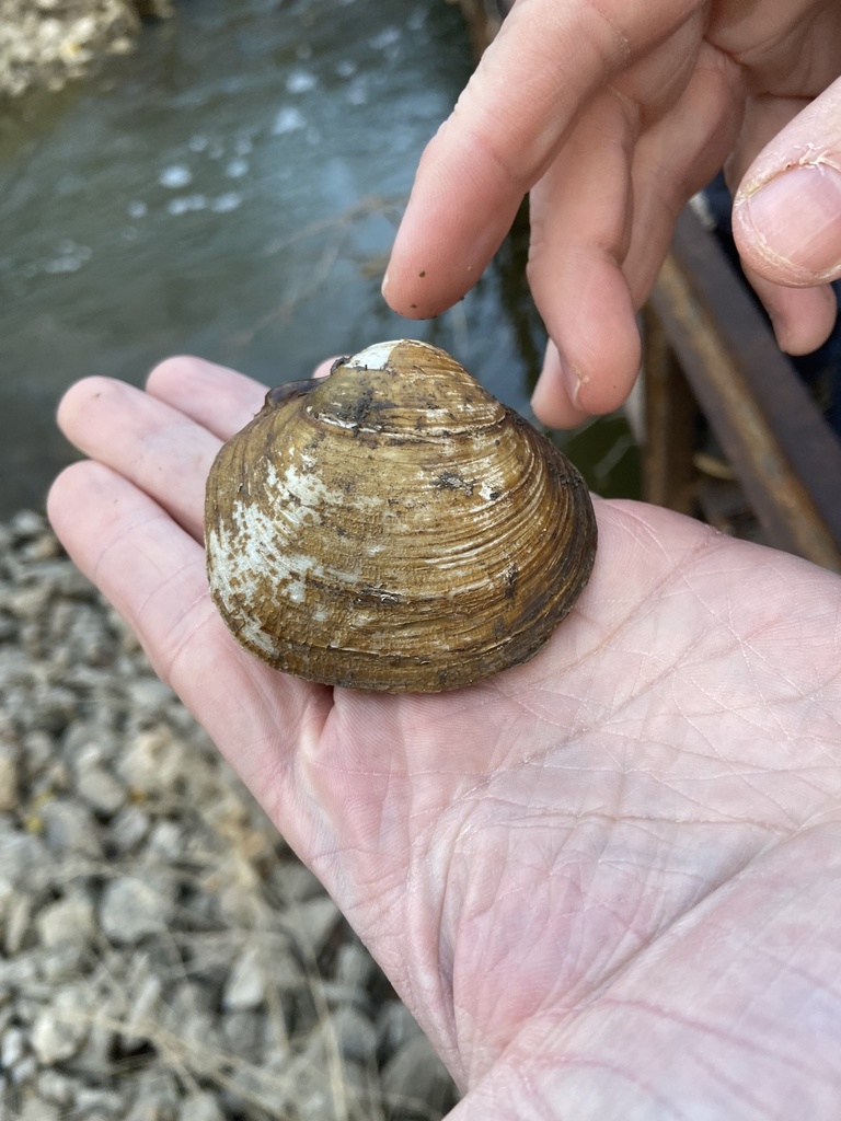 Pimpleback in December 2023 by Nick Kowalske · iNaturalist