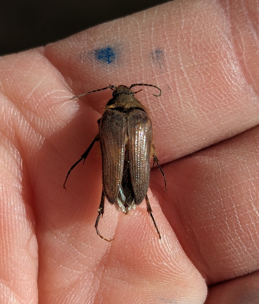 Rain click beetles from Whitney, TX 76692, USA on December 16, 2023 at ...