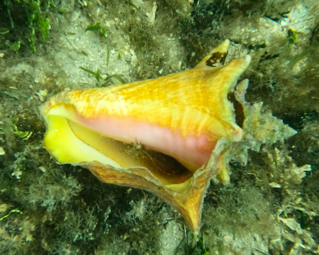 Queen Conch from St Thomas 00802, USVI on December 17, 2023 at 10:59 AM ...