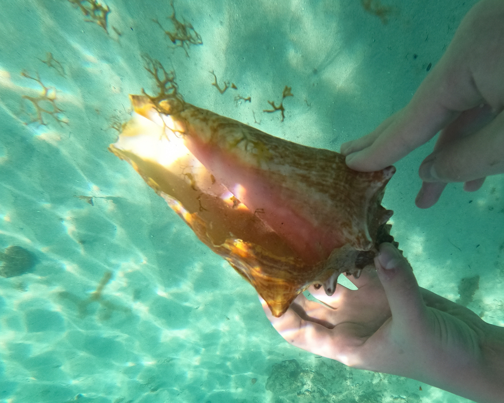Queen Conch from Secret Harbor Beach, St Thomas 00802, USVI on December ...