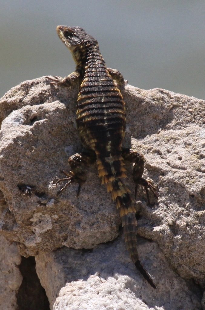 Cape Girdled Lizard from Betty's Bay, 7141, South Africa on March 1 ...