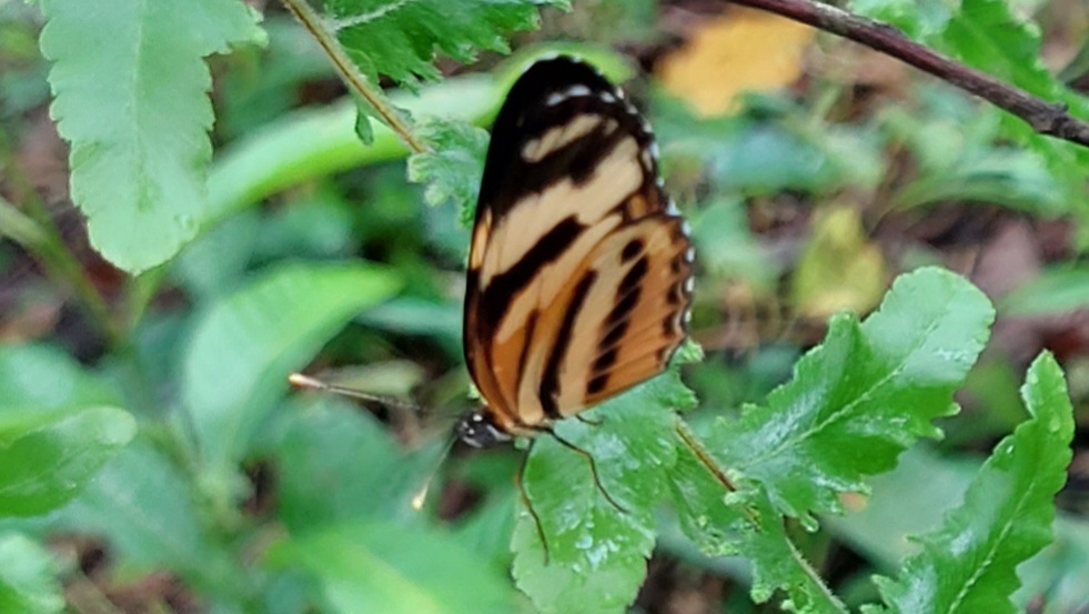 Tiger Crescent from Villanueva, Casanare, Colombia on December 17, 2023 ...