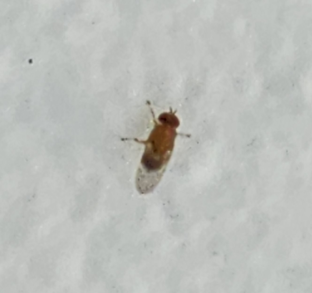 Cyclorrhaphan Flies from CPH4+98, 77734 Grand Sirenis, Q.R., Mexico on ...