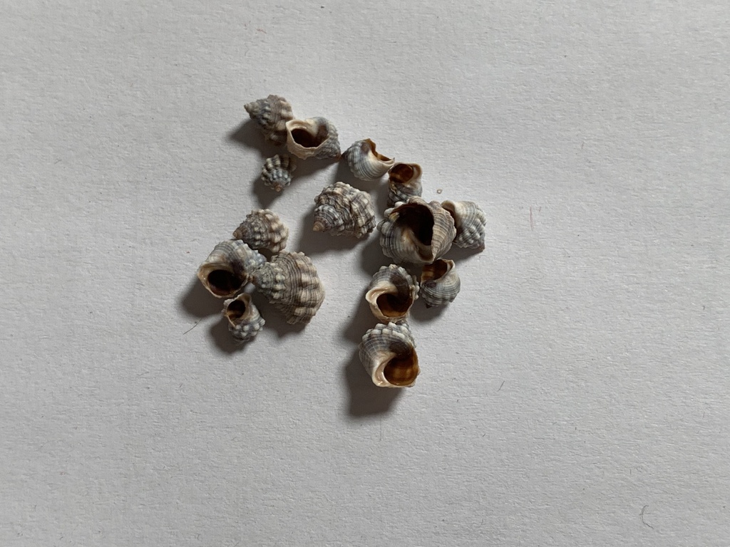 Periwinkle Snails from Gulf of Tonkin, Hainan, CN on December 17, 2012 ...