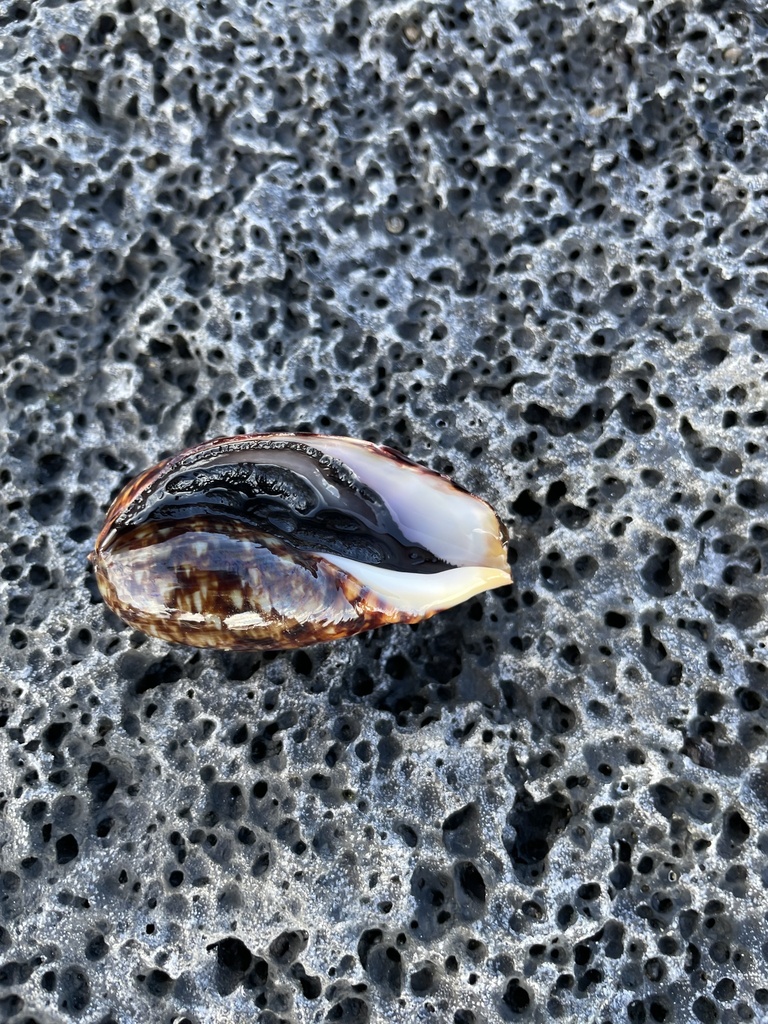 Humpback Cowry from North Pacific Ocean, HI, US on December 16, 2023 at ...