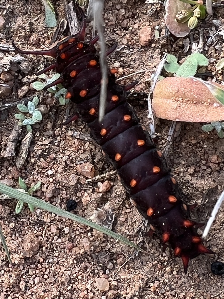 Pipevine Swallowtail in December 2023 by George Afghan · iNaturalist
