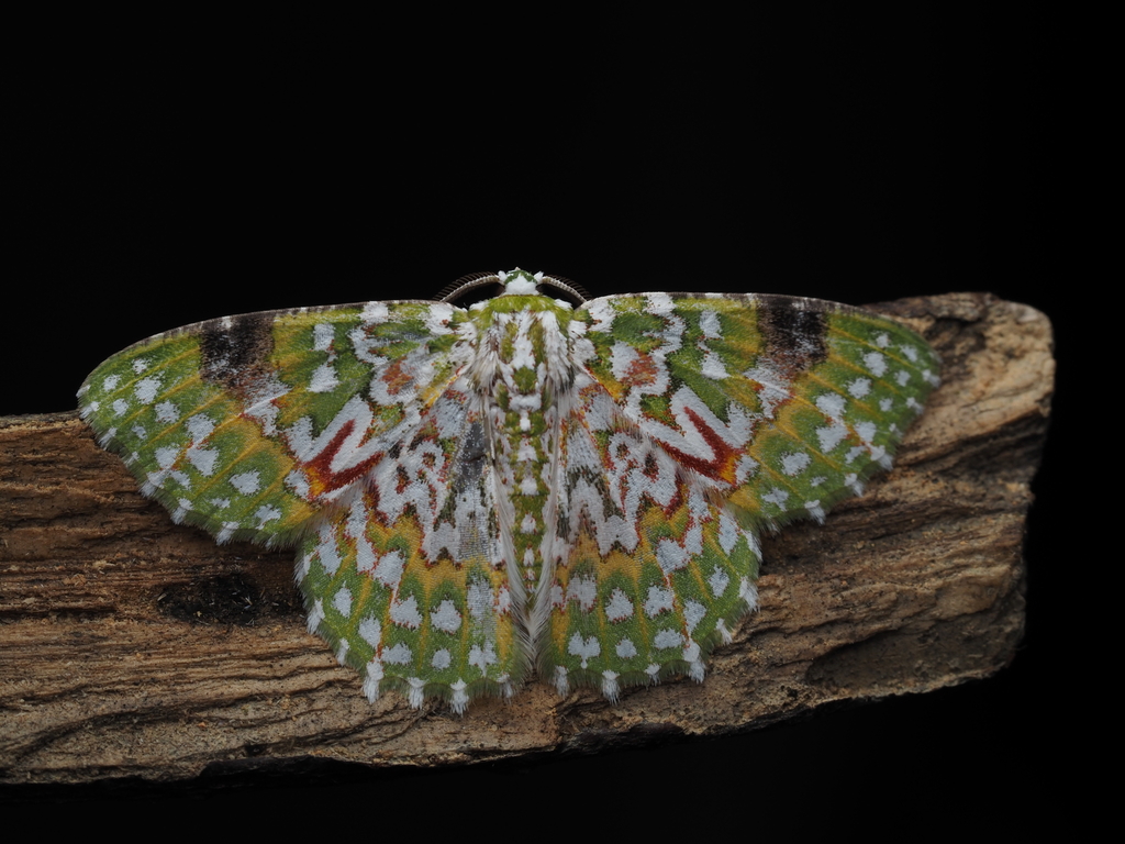 Eucyclodes gavissima from Borneo Kiim Resort, Tambunan, Sabah, Malaysia ...