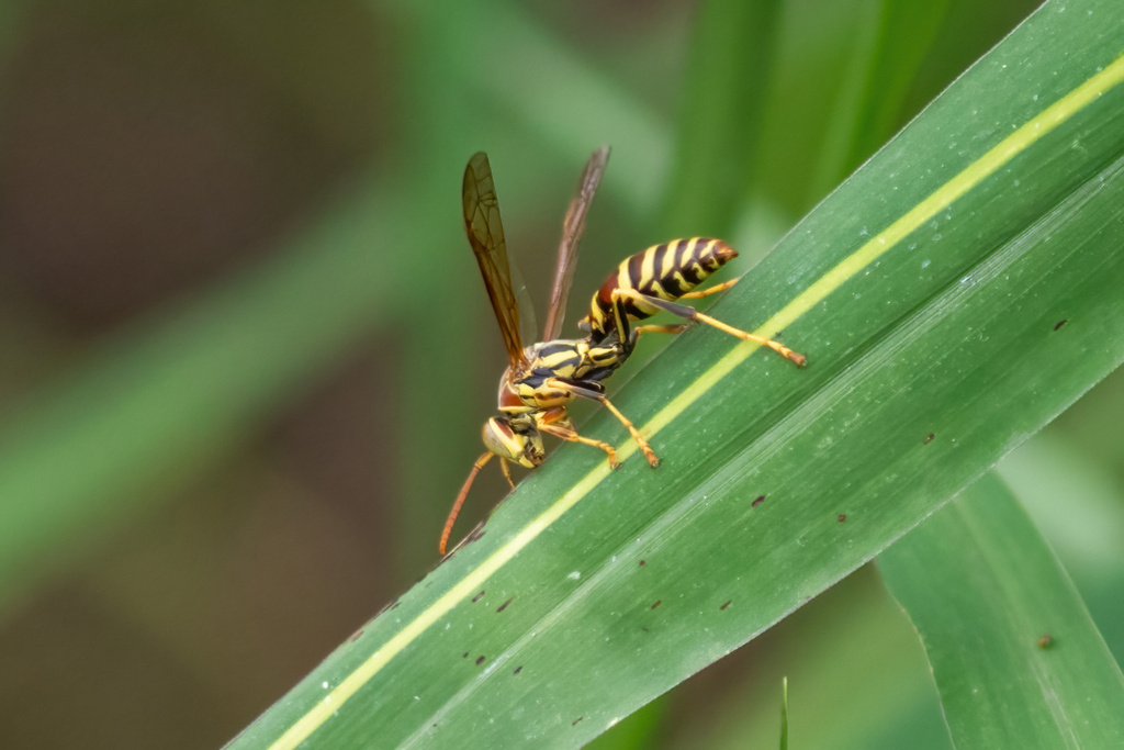 Guinea Paper Wasp from South Side, Corpus Christi, TX, USA on December ...