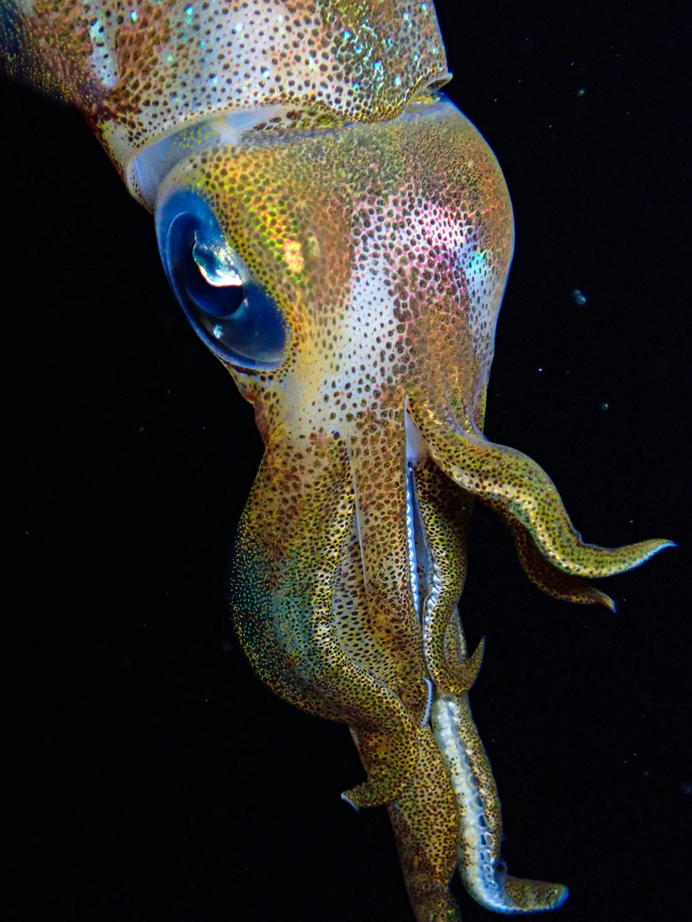 Caribbean Reef Squid from San Miguel de Cozumel, Q.R., México on ...