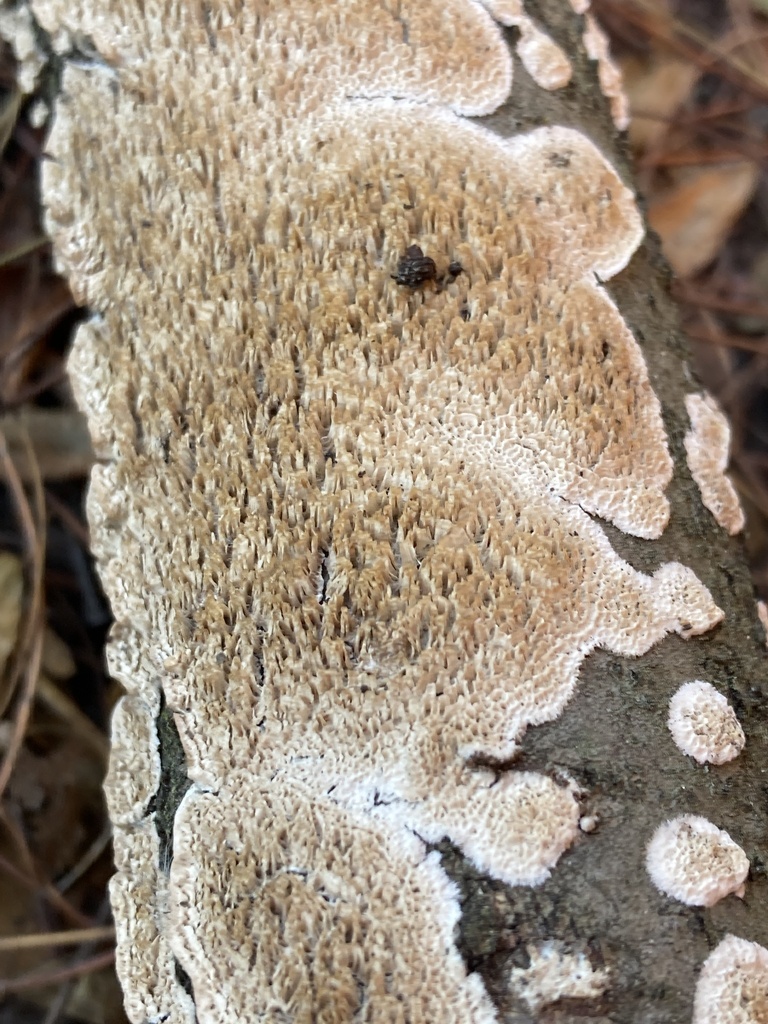Milk-white Toothed Polypore from Lincoln Park, Chicago, IL, US on ...