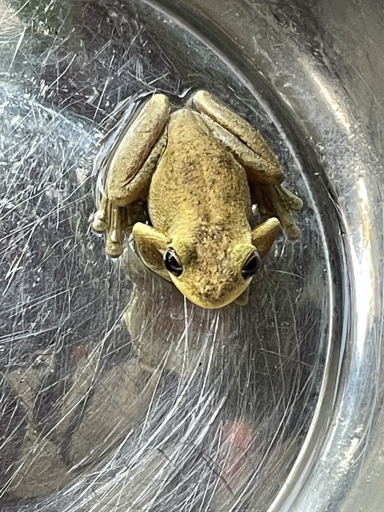 Tyler's Tree Frog from Oceanic Dr, Warana, QLD, AU on December 18, 2023 ...