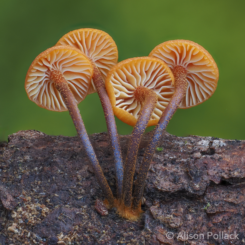 Heimiomyces fulvipes from Marin County, CA, USA on December 13, 2023 at ...