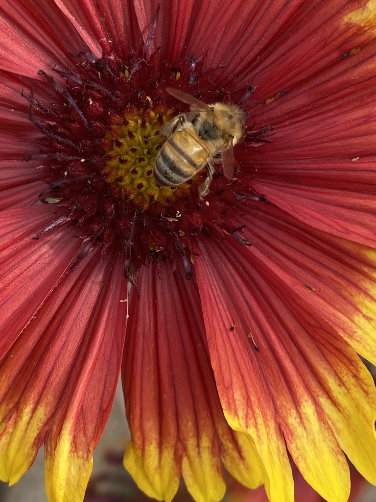 Western Honey Bee in December 2023 by Steph · iNaturalist