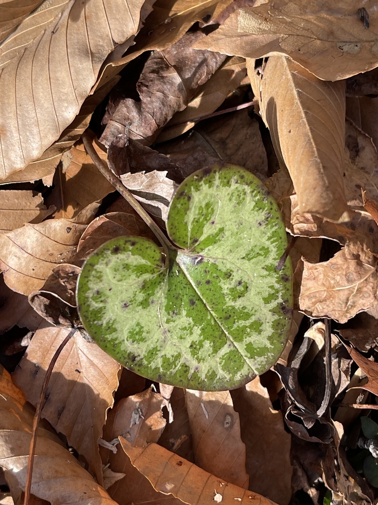 Virginia heartleaf from West Point, VA, US on December 16, 2023 at 12: ...