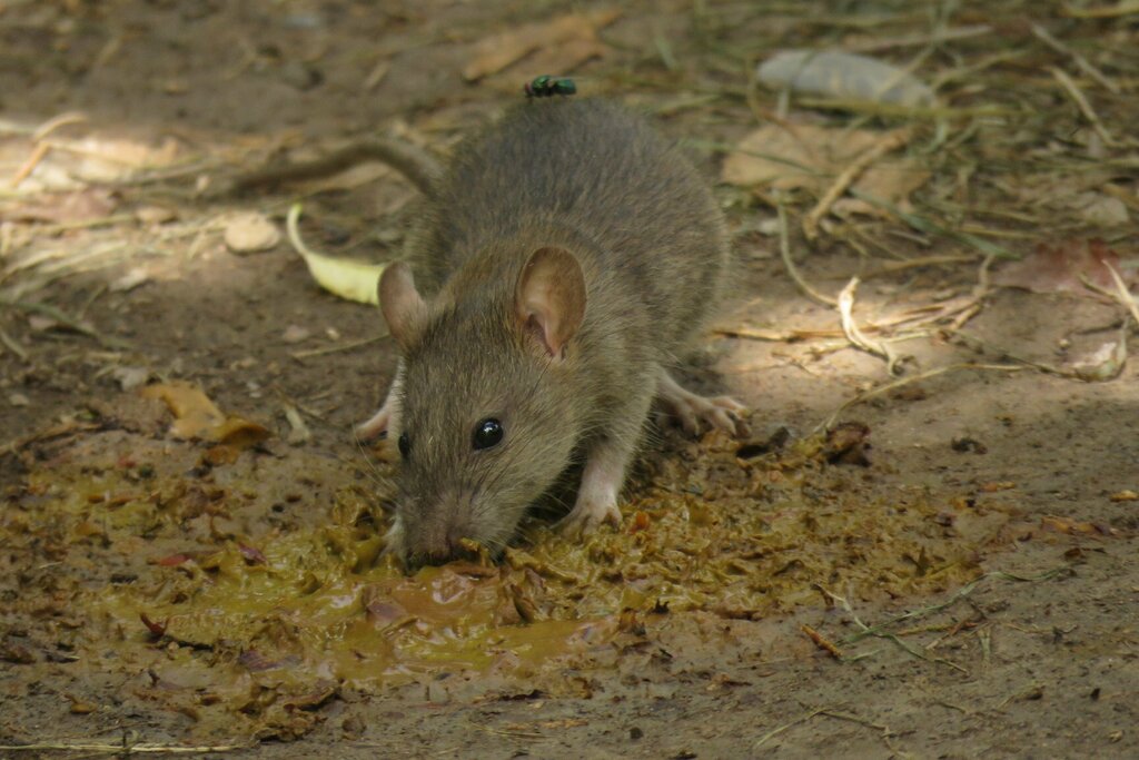 Brown Rat from Kashgar Prefecture, Xinjiang, China on September 4, 2018 ...