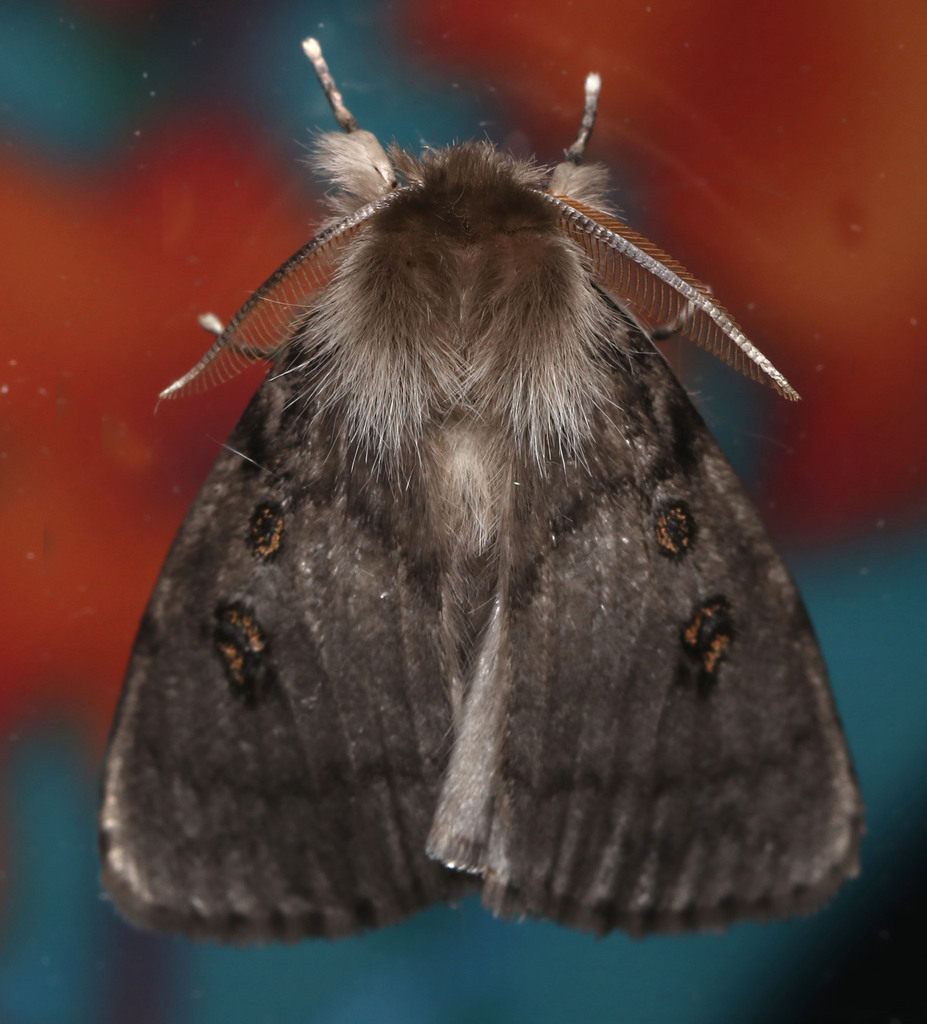 White Cedar Moth in December 2023 by juliegraham173 · iNaturalist