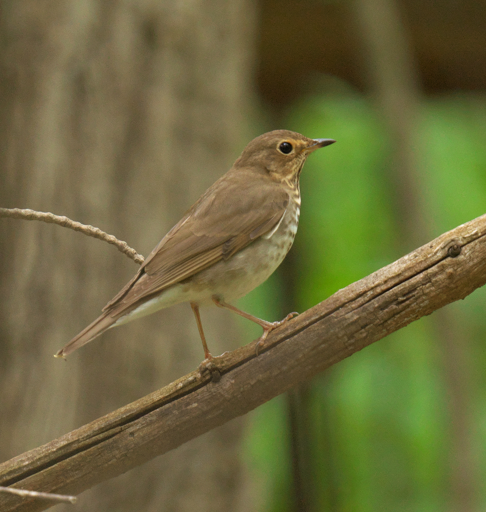 Swainson's Thrush in May 2023 by bkkmcgrath · iNaturalist