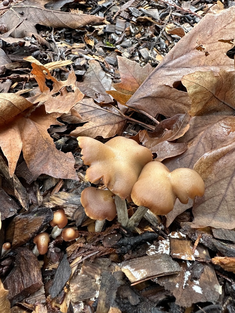 Wavy Cap in December 2023 by garystop. Growing in woodchips. Little ...